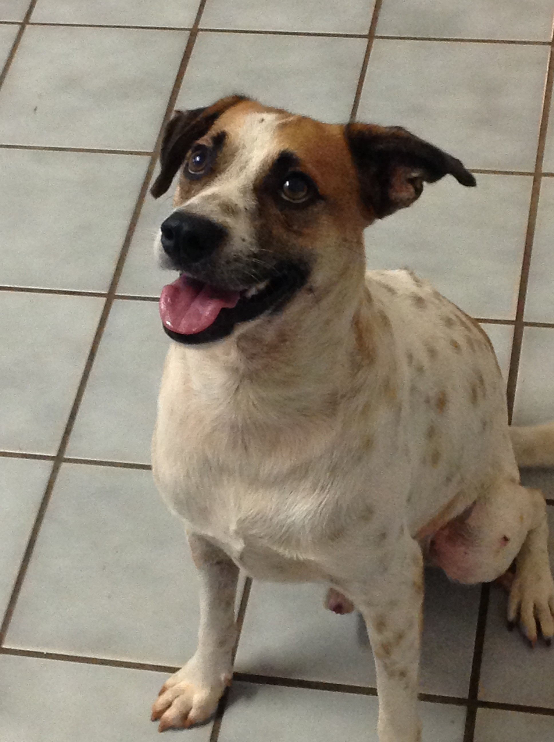 Fizzy - Small Male Jack Russell Terrier x Rhodesian Ridgeback Mix Dog ...