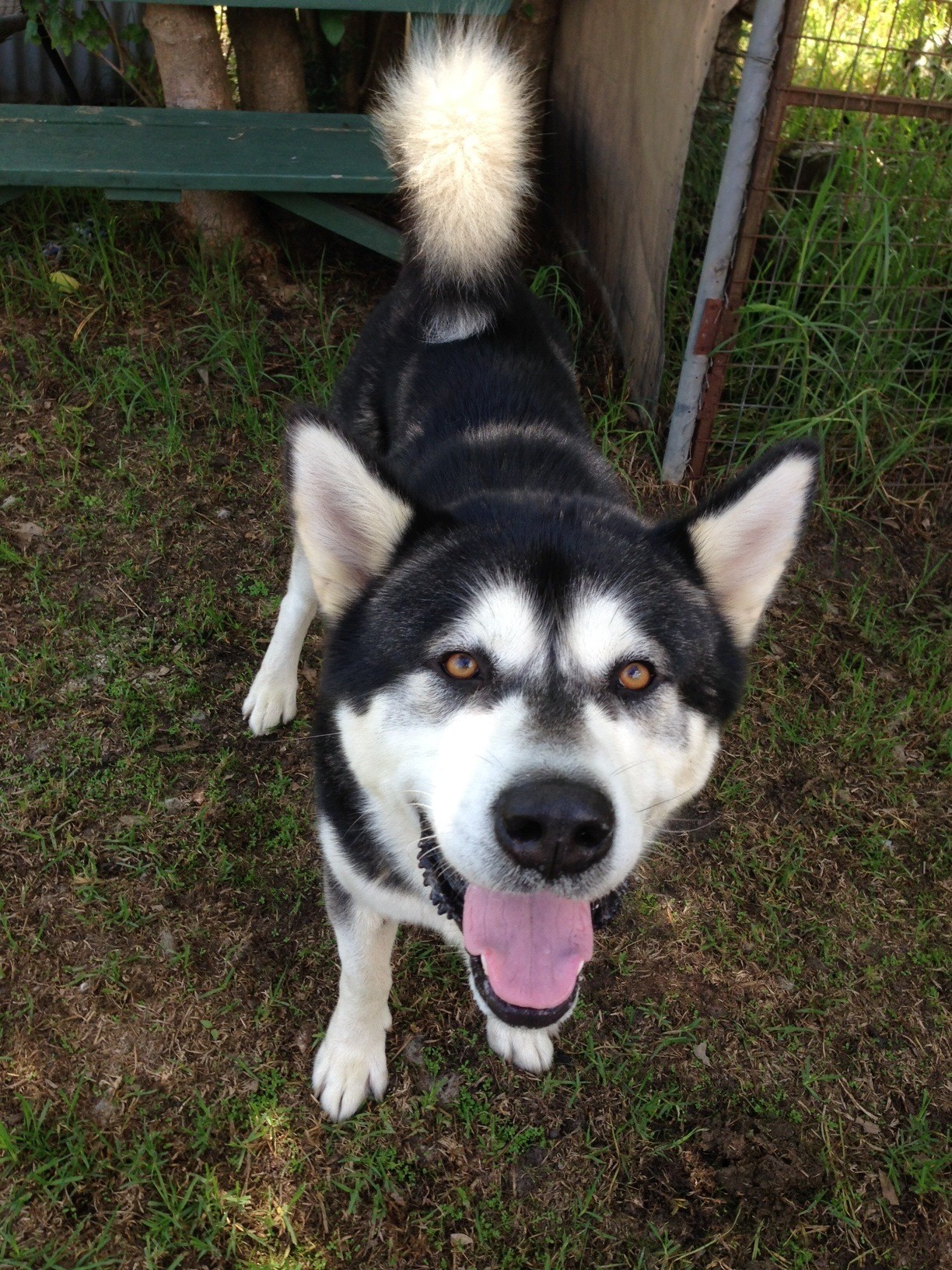 Katan - Large Male Alaskan Malamute Dog in NSW - PetRescue