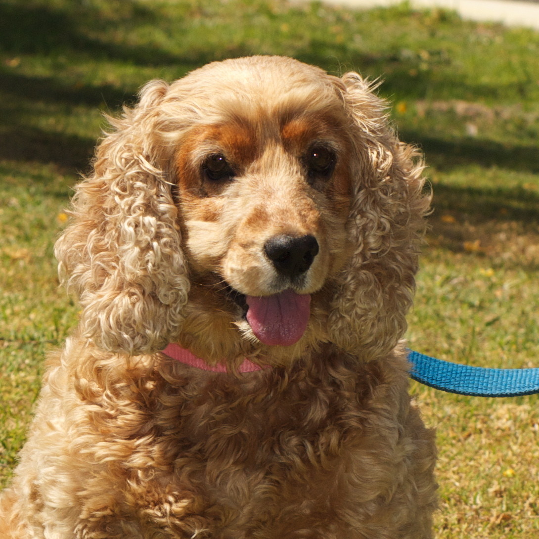 Honey - Large Female Cocker Spaniel, English Dog in WA - PetRescue