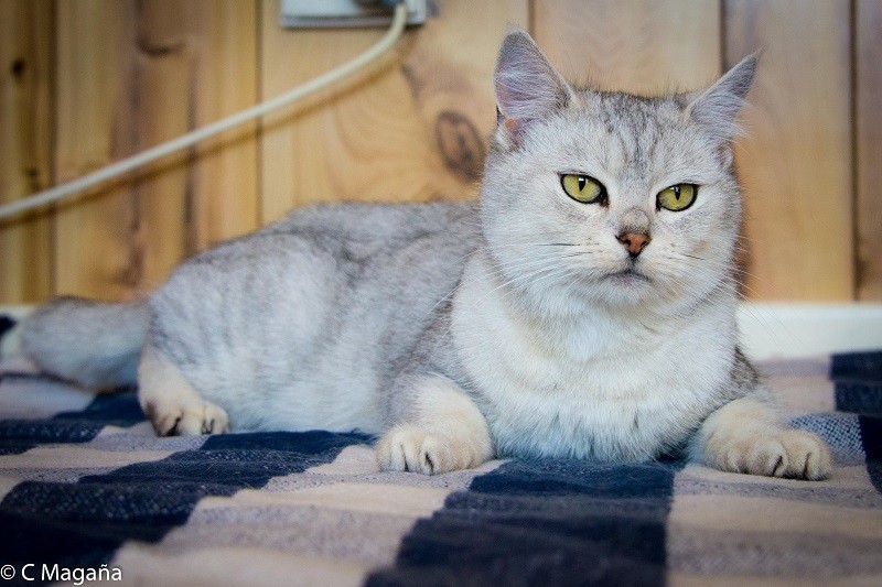 Pearl (EC0025) - Female Chinchilla Mix Cat in WA - PetRescue