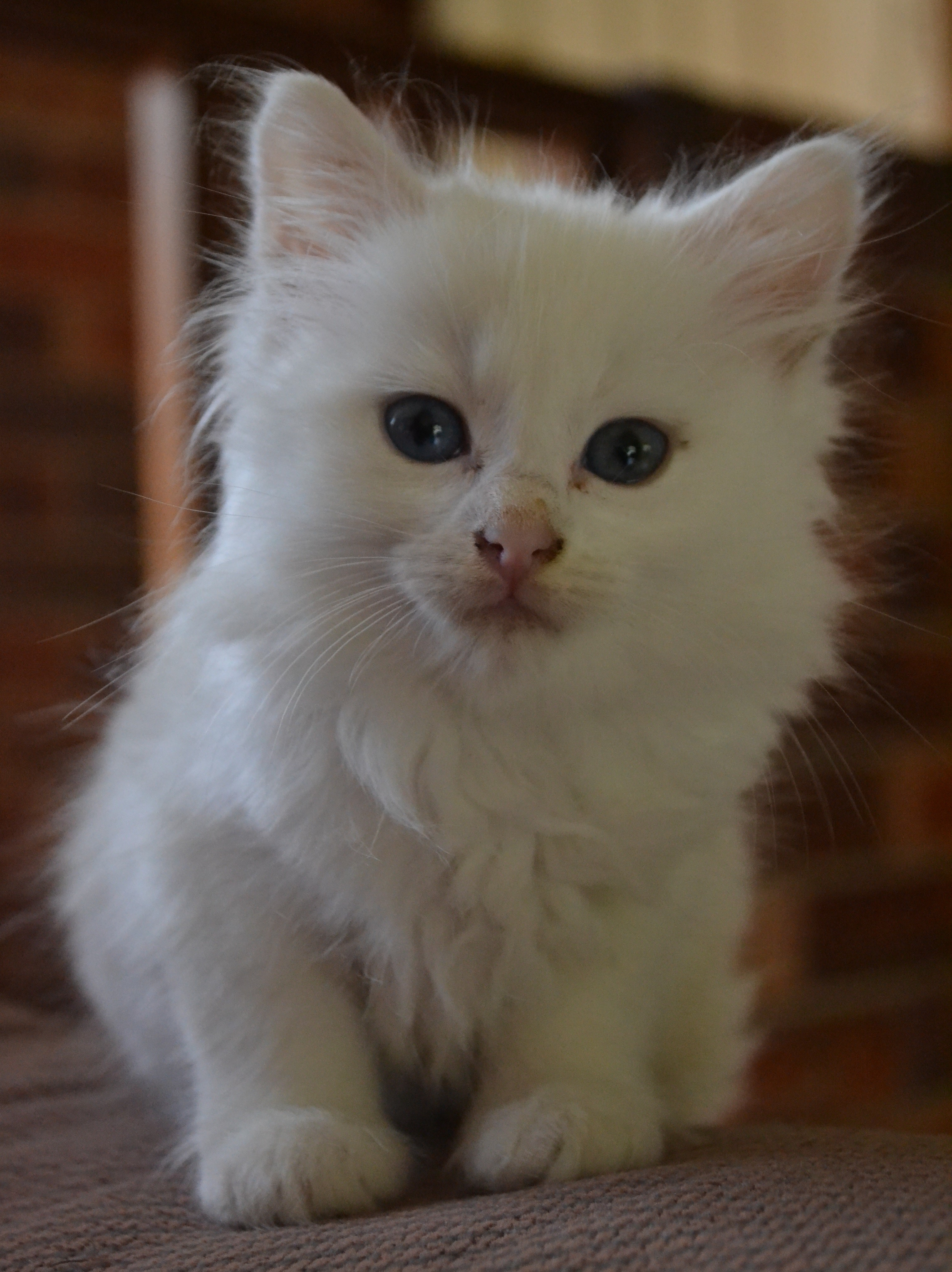 Snowbell - Female Domestic Medium Hair Cat in NSW - PetRescue
