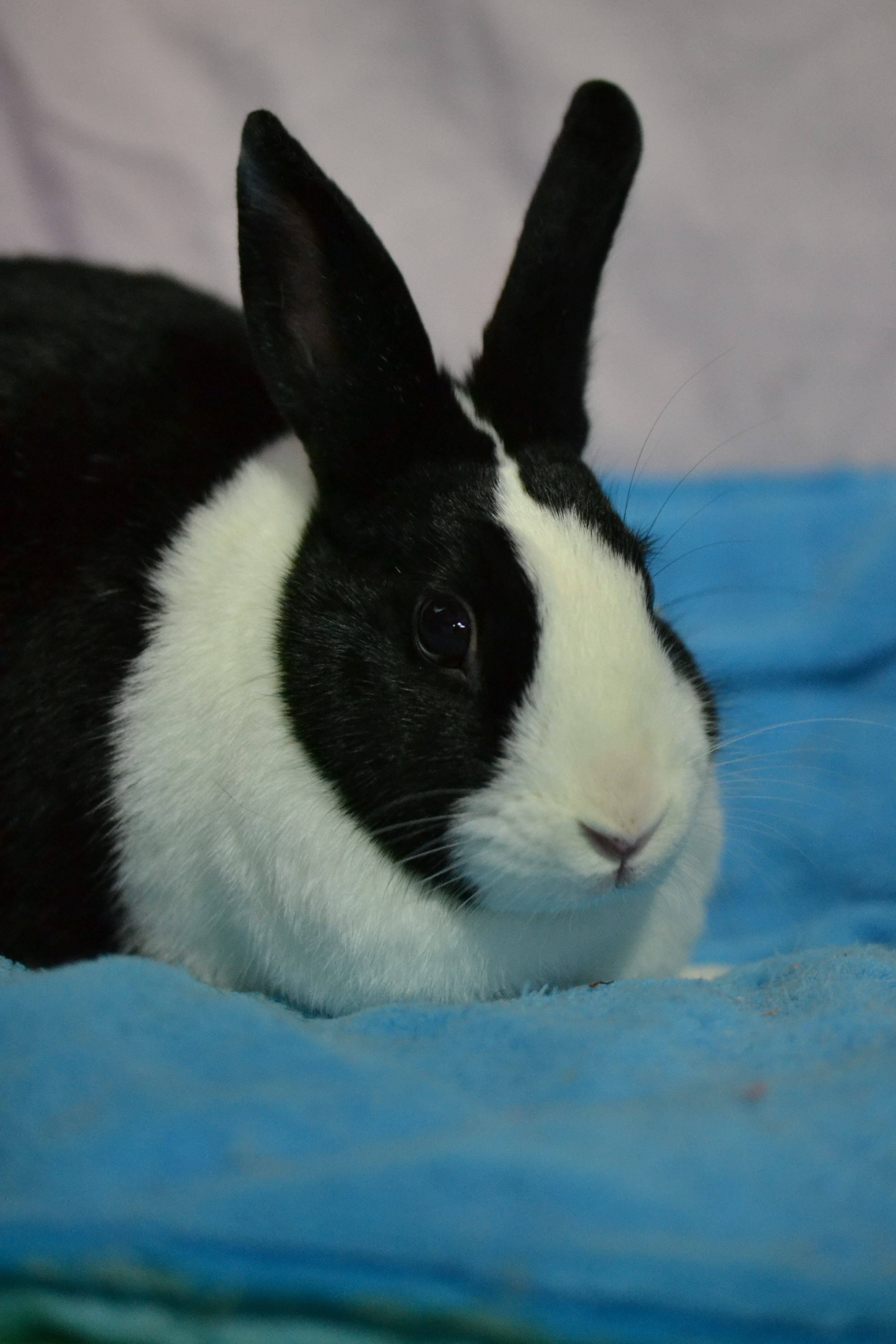Paula - Female Dutch Rabbit in VIC - PetRescue