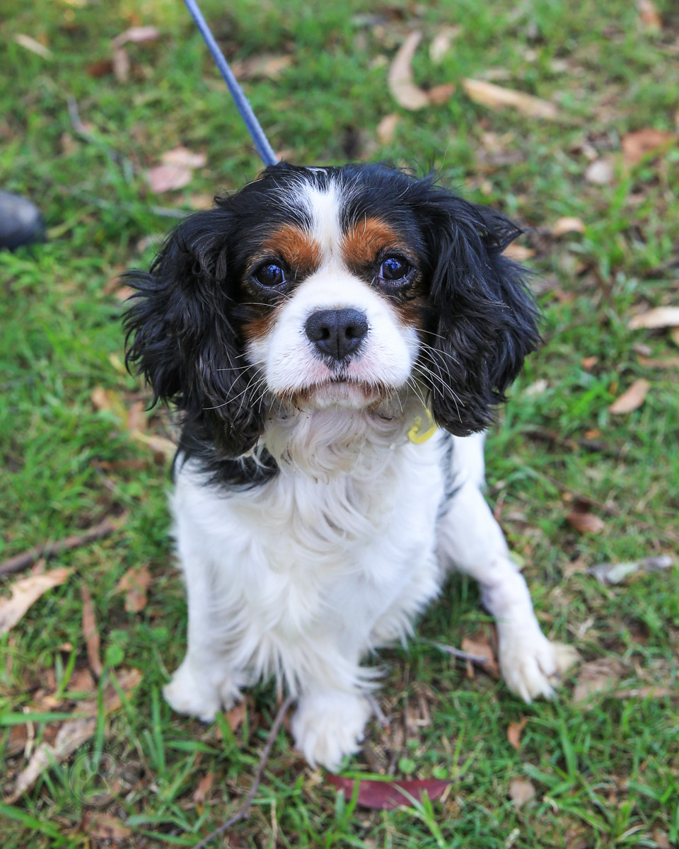 Snoopy - Medium Male Cavalier King Charles Spaniel Mix Dog in NSW ...