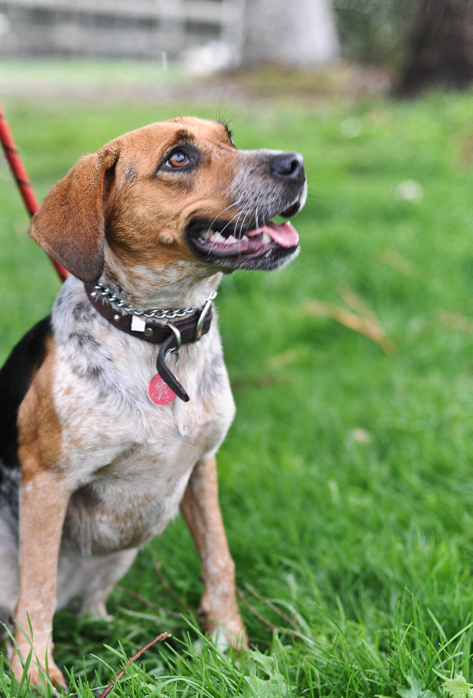 Beagle Rescue Victoria Inc - PetRescue