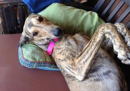 Ellie - Large Female Greyhound Mix Dog in QLD - PetRescue