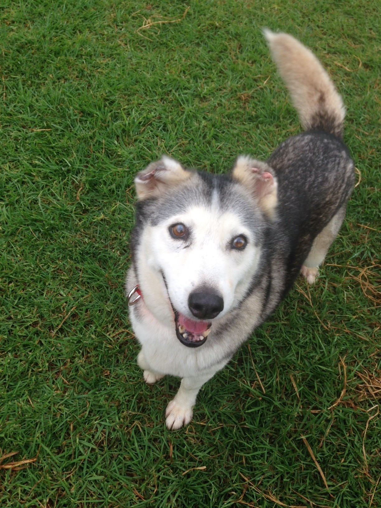 Stella - Medium Female Siberian Husky Dog in NSW - PetRescue