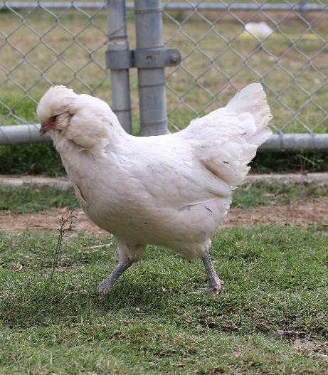 Spotty - Female Chicken Araucana Mix Fowl in QLD - PetRescue