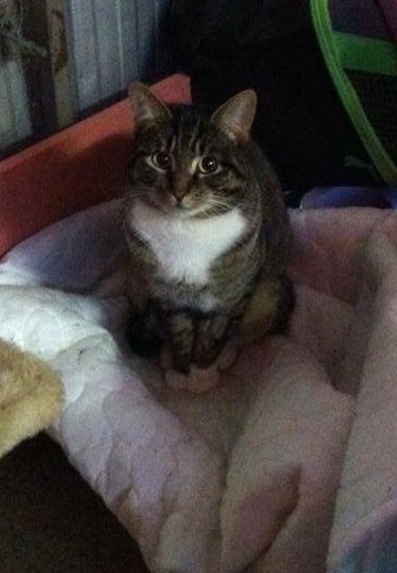 Donk - Male Domestic Short Hair Cat in VIC - PetRescue