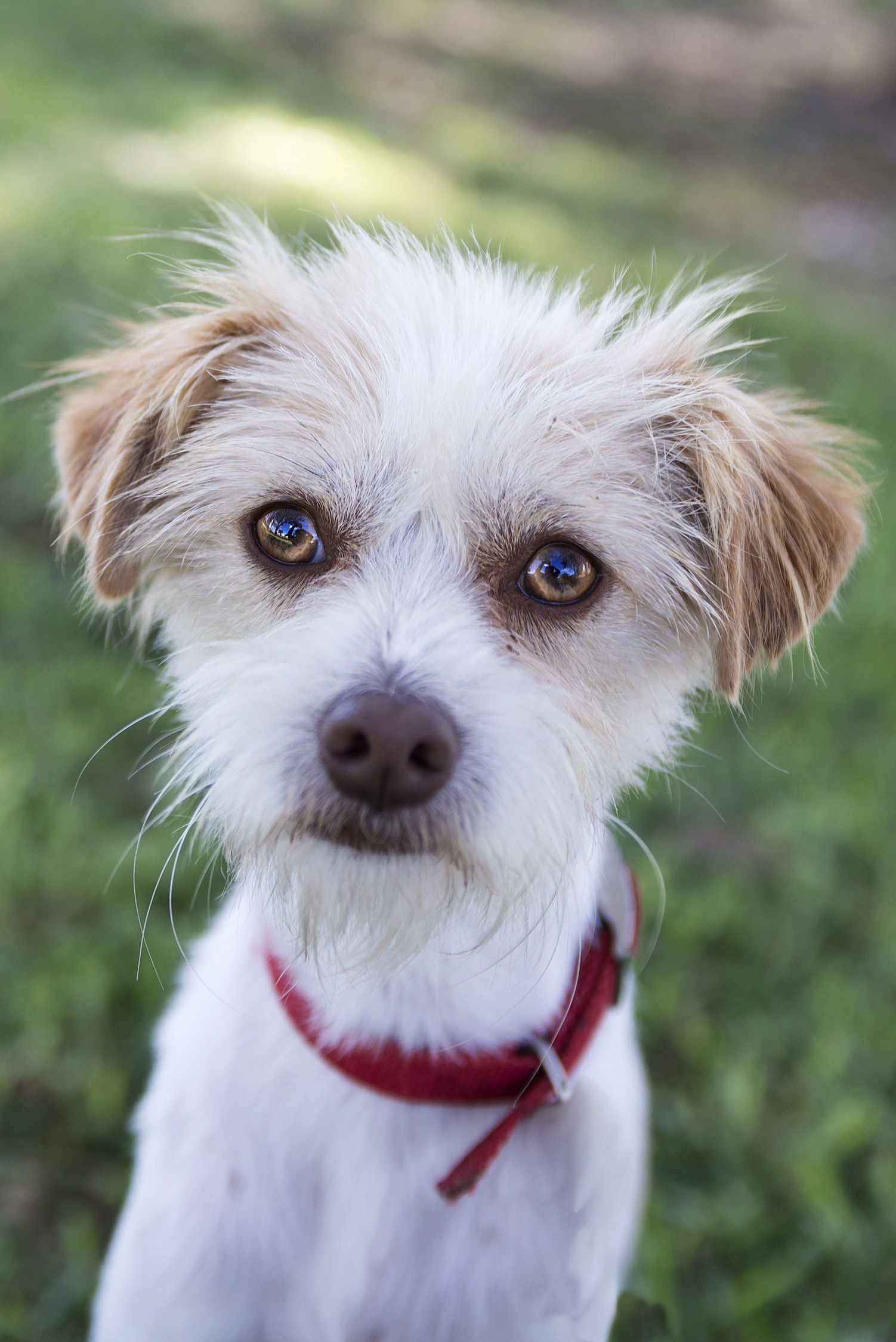 Mike - Small Male Australian Silky Terrier Mix Dog in QLD - PetRescue
