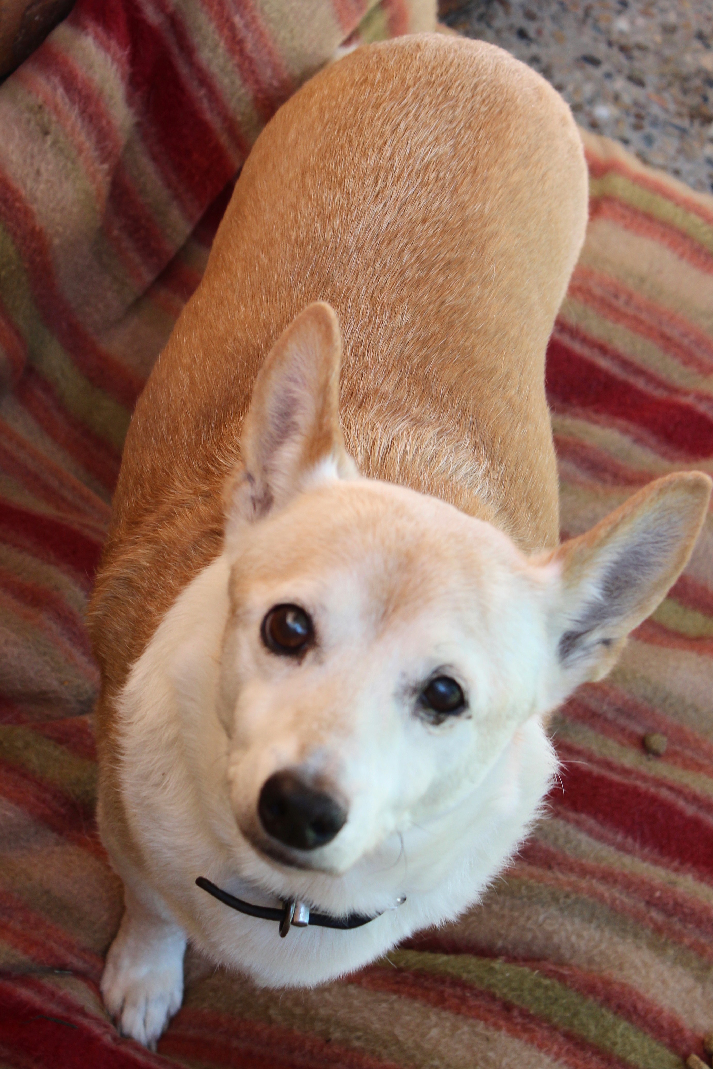 Charlie - Small Male Corgi, Pembroke x Fox Terrier Dog in QLD - PetRescue