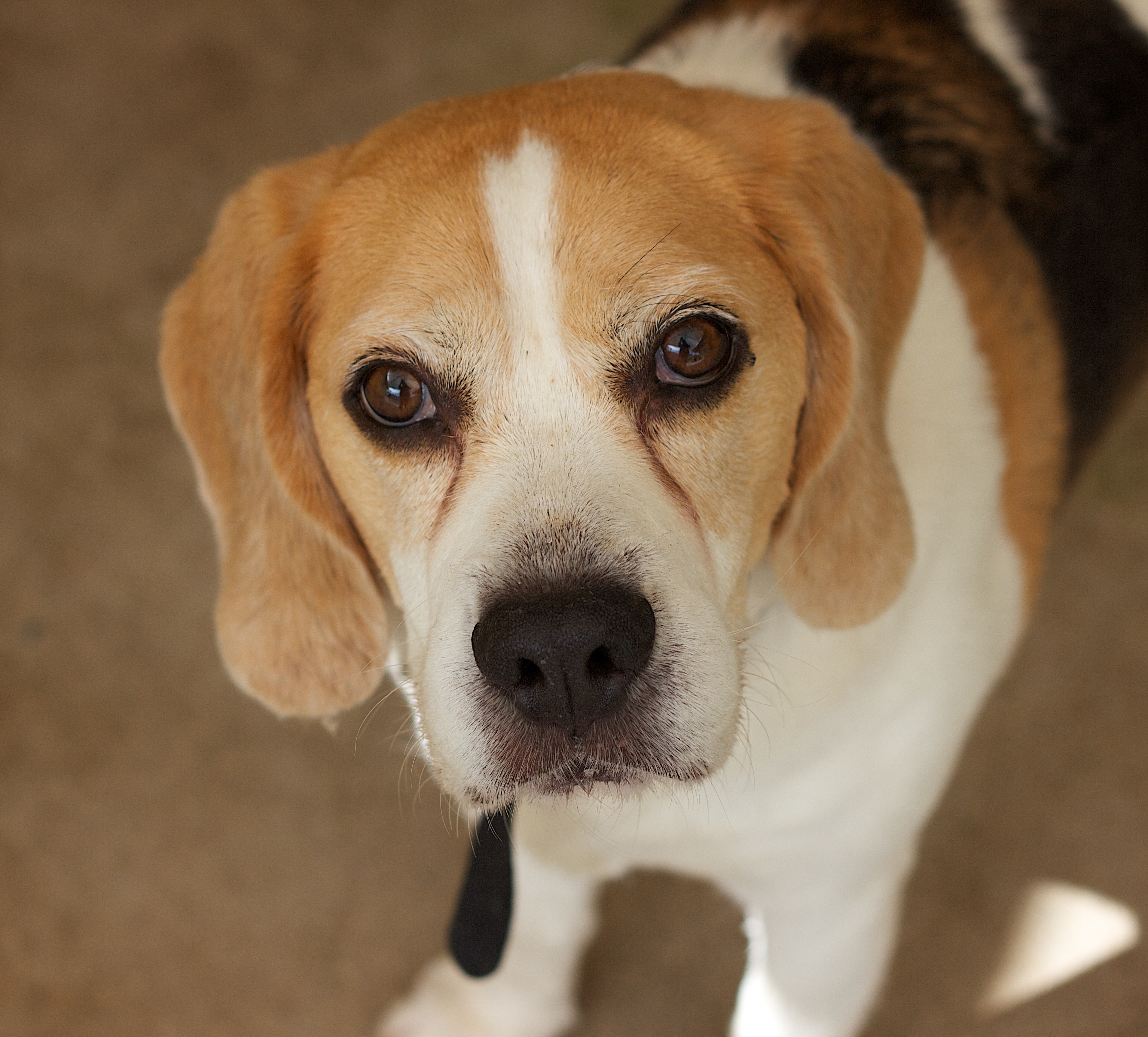 Binga - Medium Male Beagle Dog in QLD - PetRescue