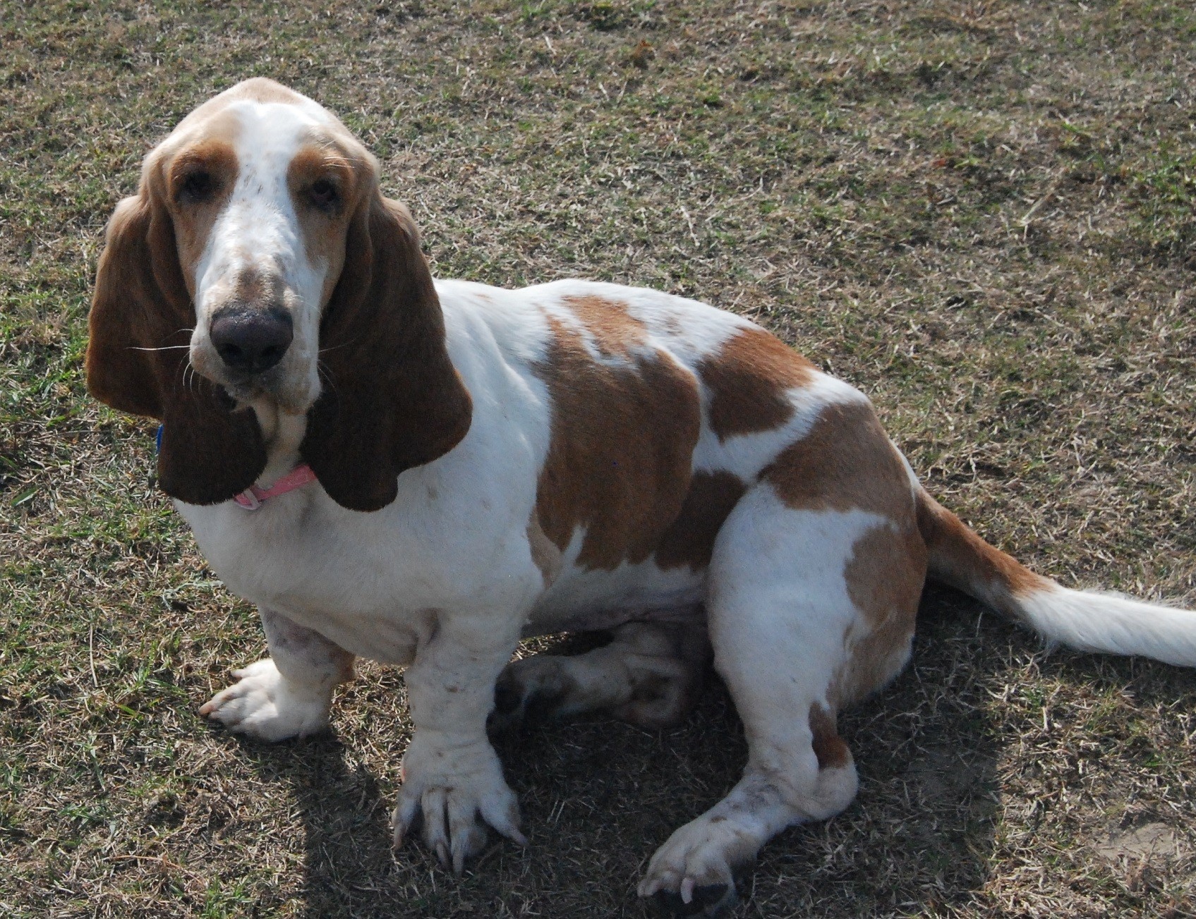 Calliope (callie) - Medium Female Basset Hound Dog in QLD - PetRescue