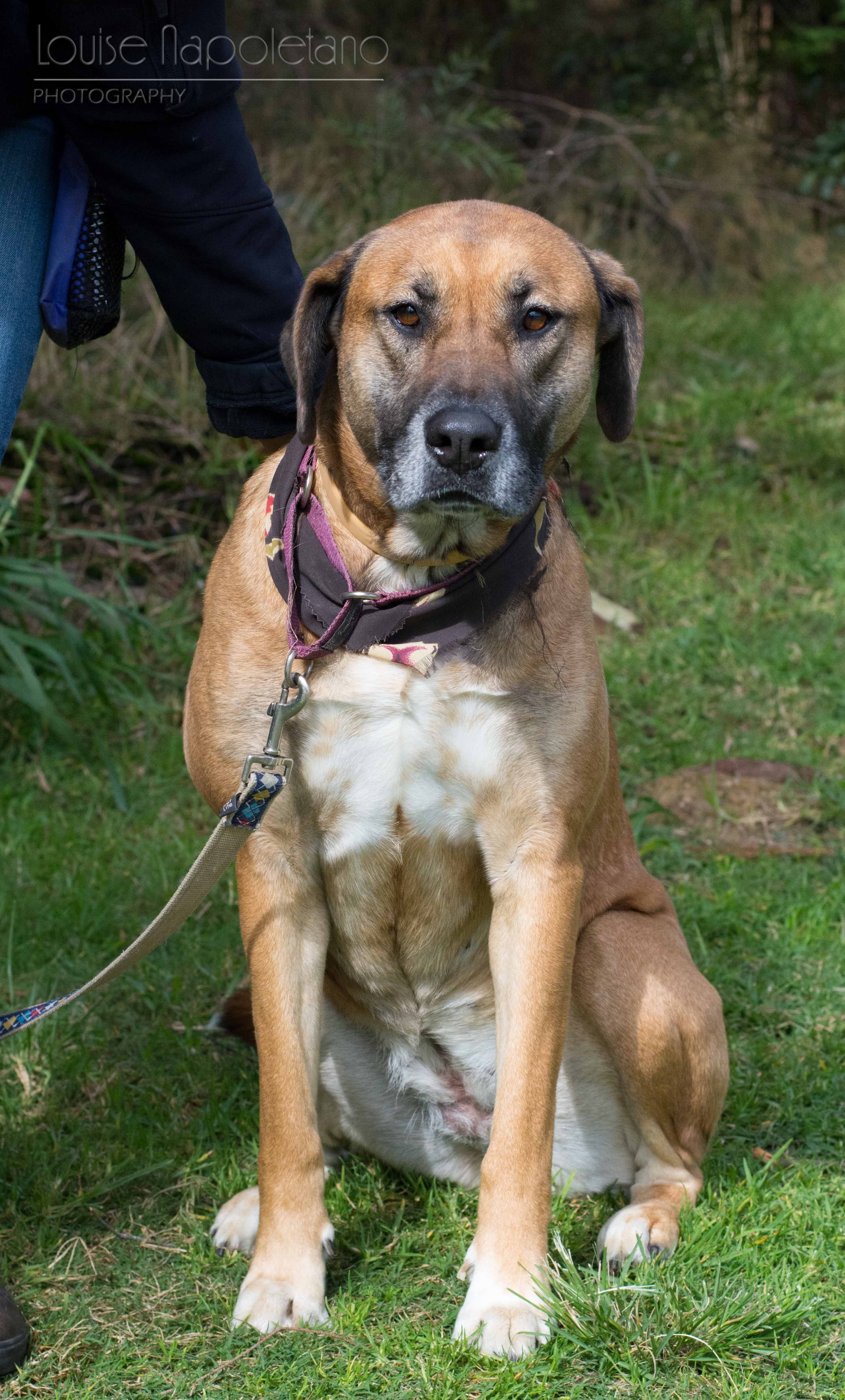 Missy - Large Female Rhodesian Ridgeback x American Staffi Mix Dog in ...