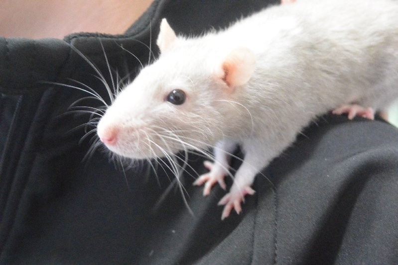 Sally - Female Rat Top Eared Smooth Mix Rodent in QLD - PetRescue