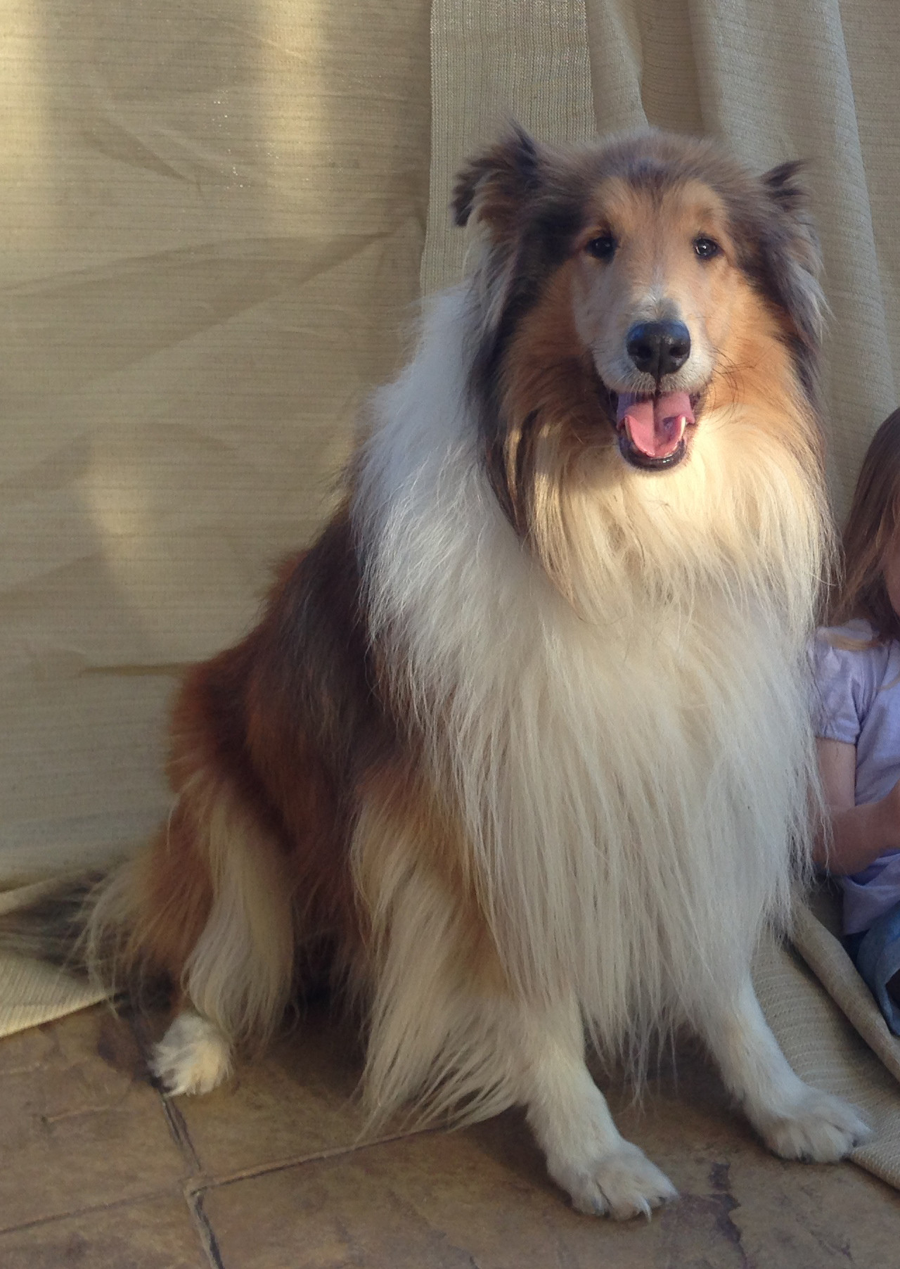 Sam - Medium Male Collie Rough Dog in VIC - PetRescue