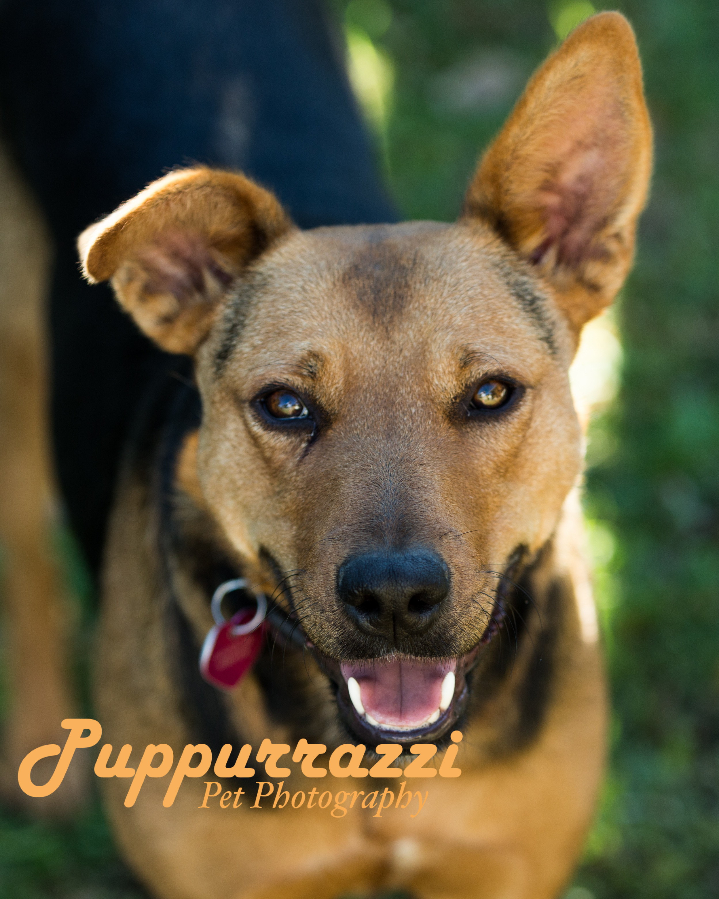Winnie - Large Female Various Mix Dog in QLD - PetRescue