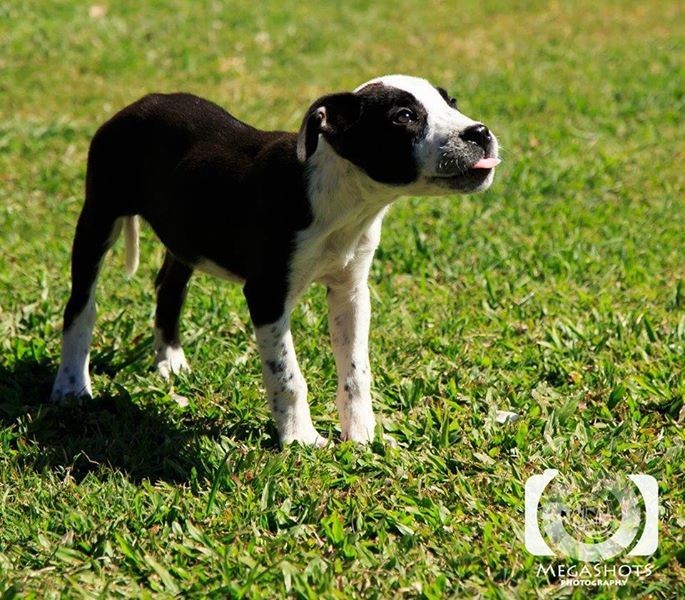 Montana - Large Female Border Collie x Great Dane Mix Dog in QLD ...