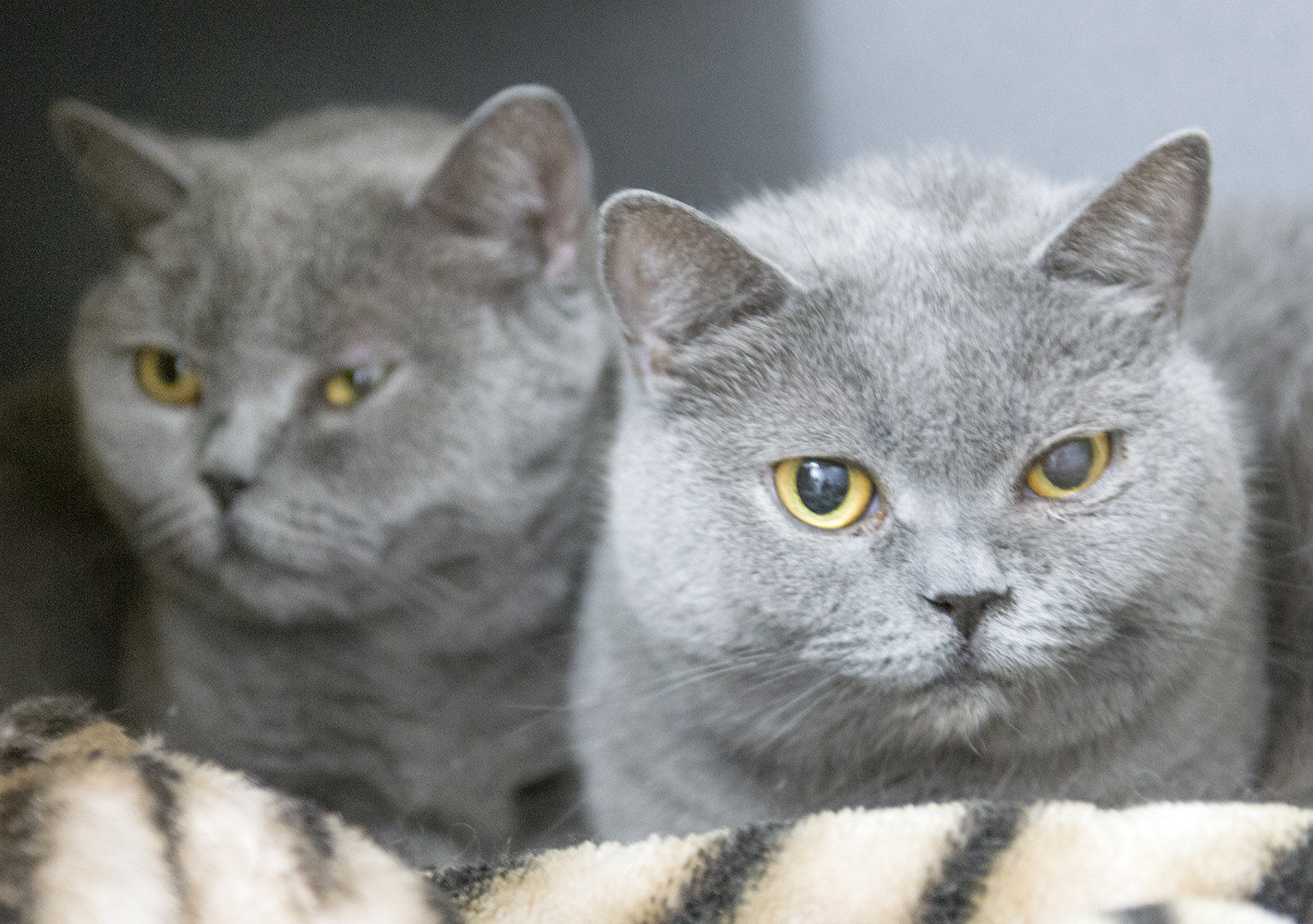 Ingrid - Female British Shorthair Mix Cat in QLD - PetRescue