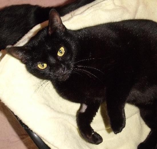 Lotti - Female Bombay Mix Cat in QLD - PetRescue