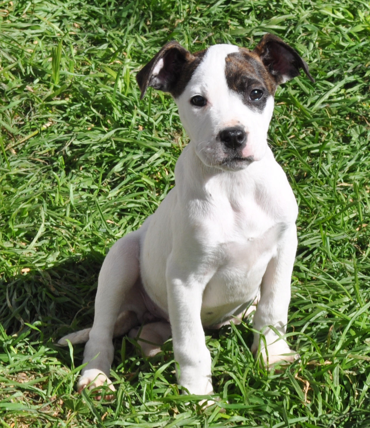 Philly - Medium Female Boxer Mix Dog in NSW - PetRescue