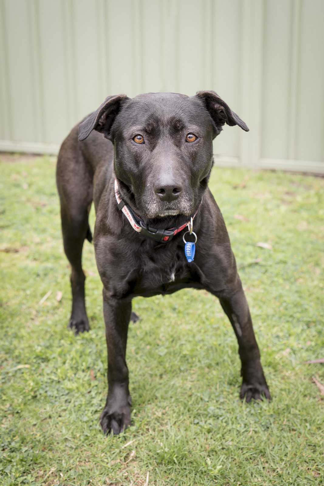 Teca - Medium Female American Staffordshire Terrier x Labrador ...