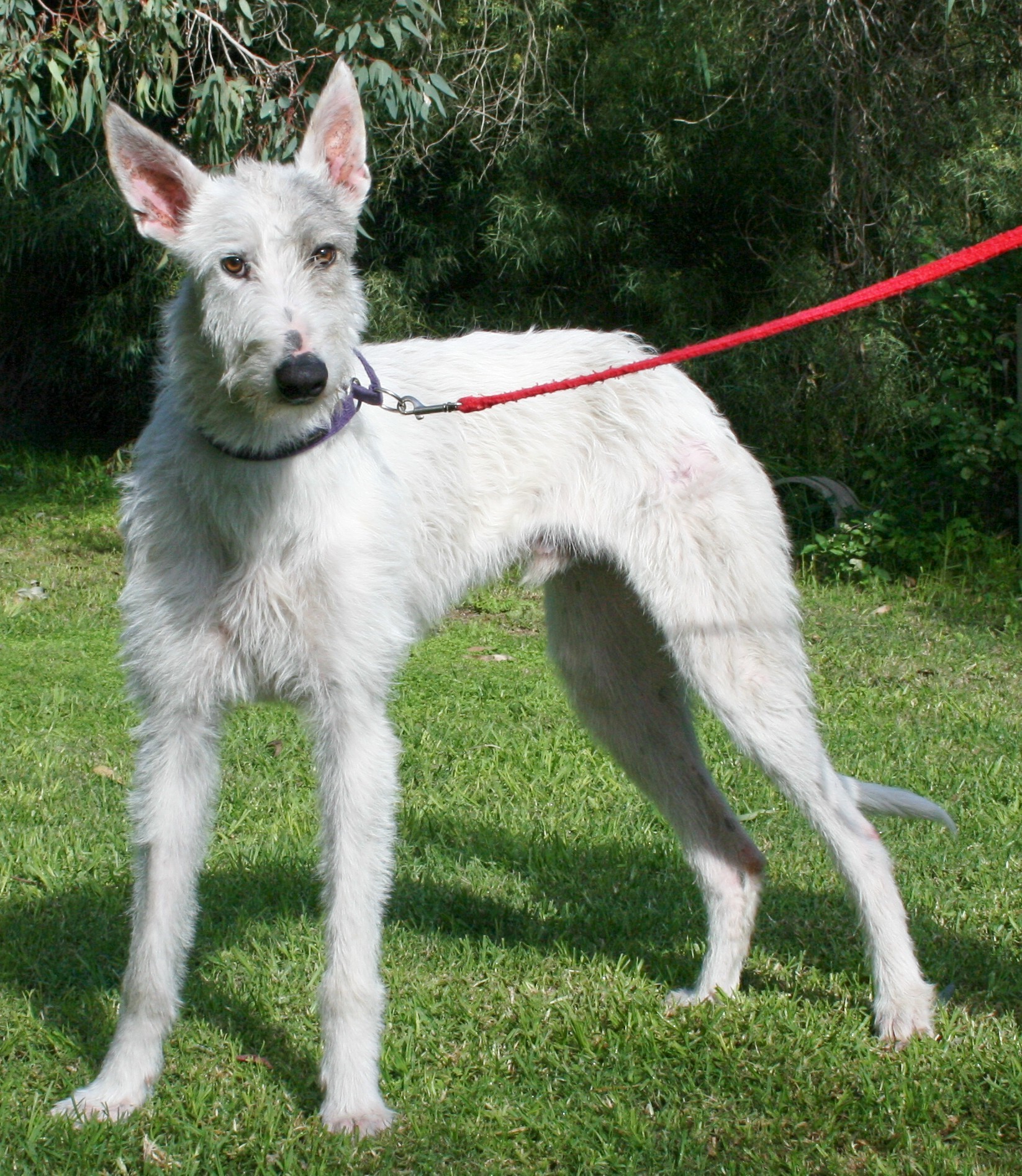 Barney - Large Male Deer Hound Mix Dog in WA - PetRescue