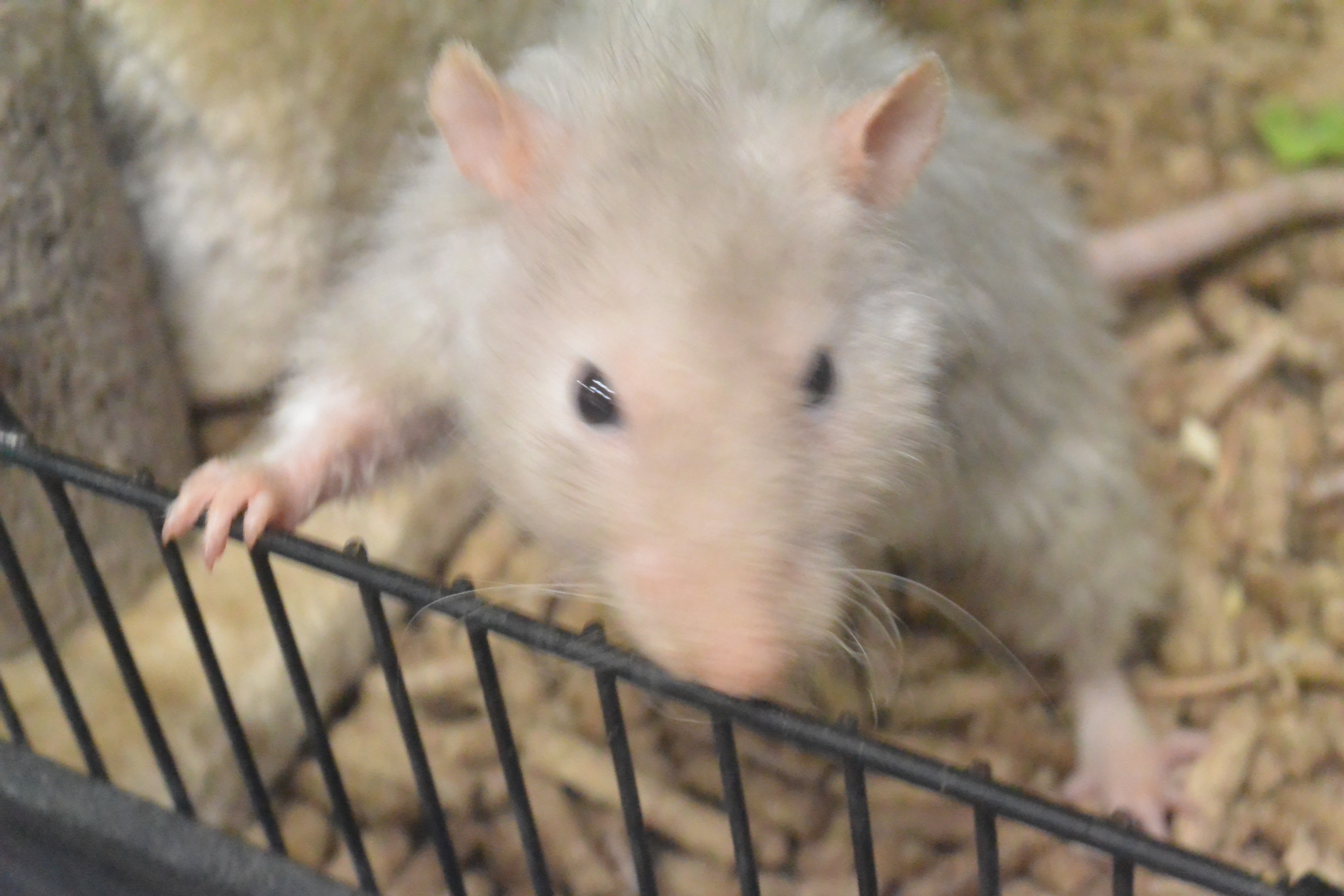Einstein - Male Rat Top Eared Smooth Mix Rodent in QLD - PetRescue