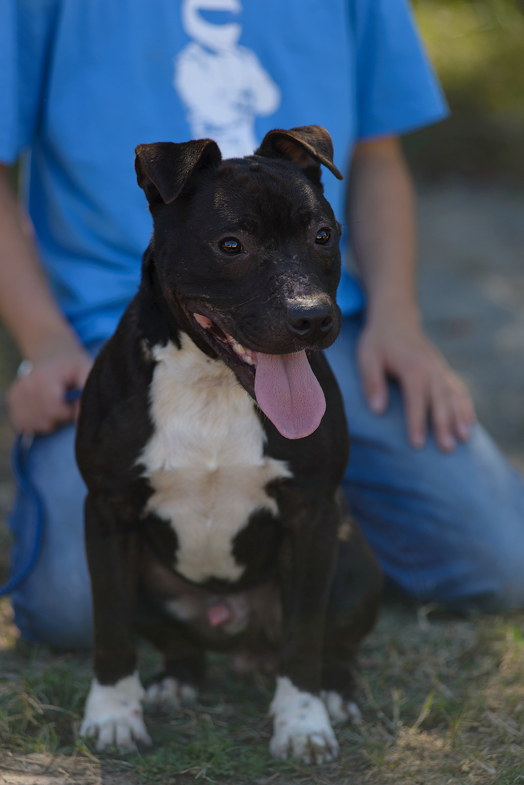 Teddy - Small Male Staffy Dog in QLD - PetRescue