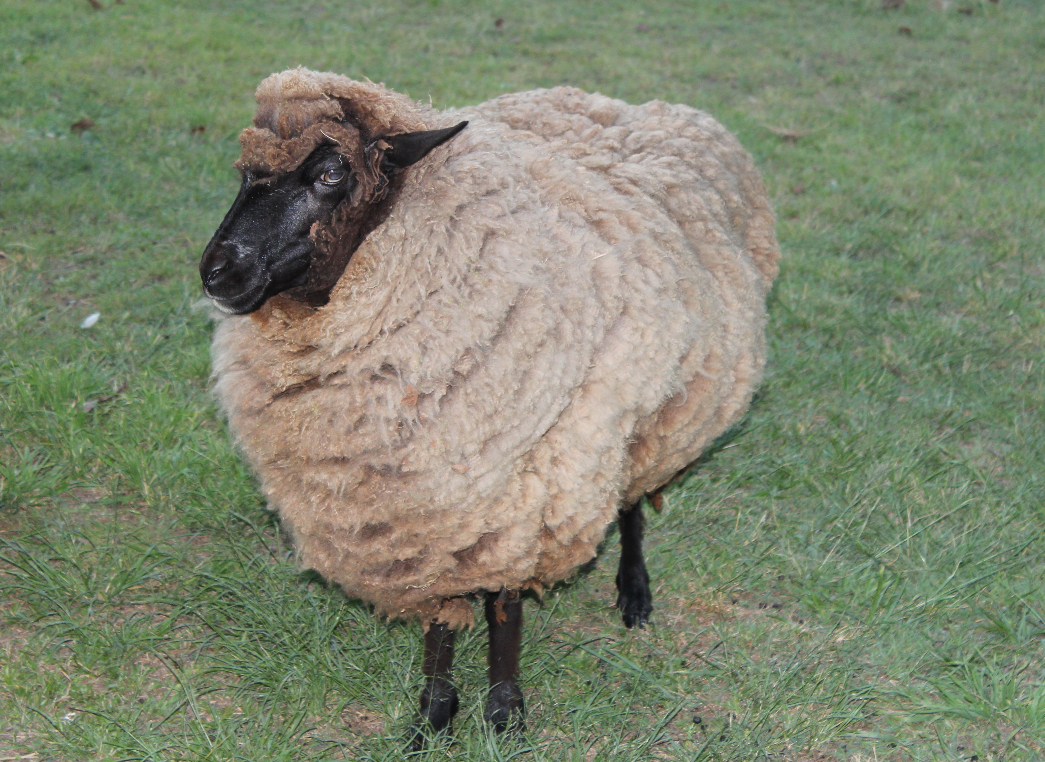 Baa Baa - Female Sheep in QLD - PetRescue