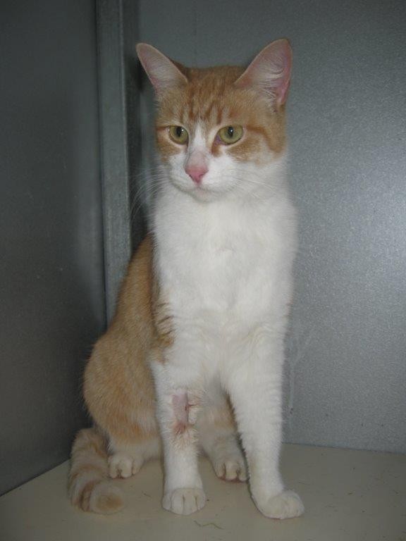 Katniss - Female Domestic Short Hair Cat in QLD - PetRescue