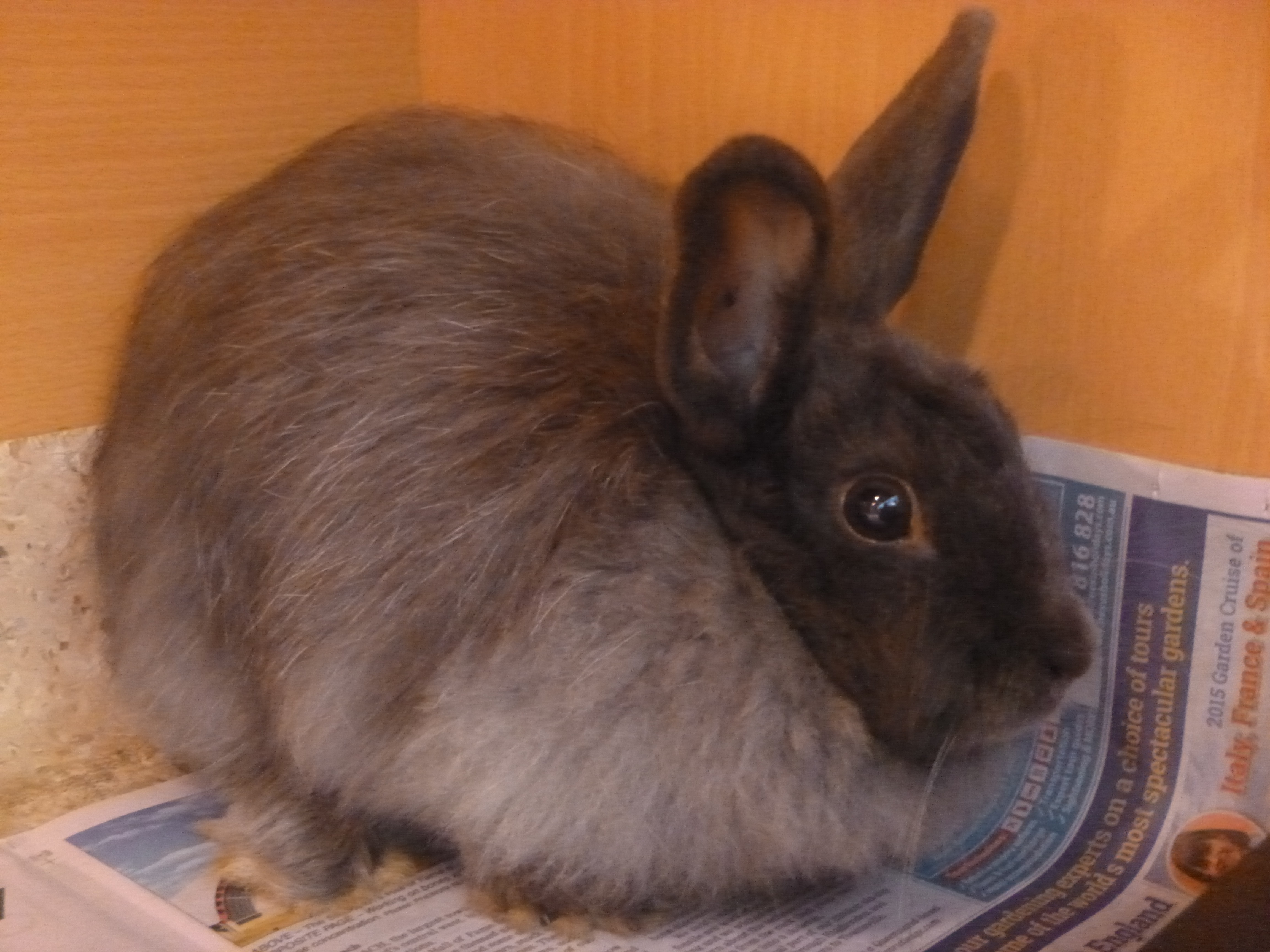 Mrs Grey - Female Angora Mix Rabbit in NSW - PetRescue