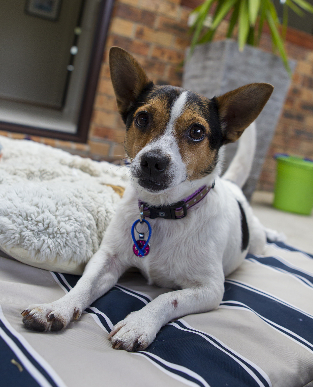 Katie (On Trial 8/2/15) ~ mini foxy - Small Female Miniature Fox ...