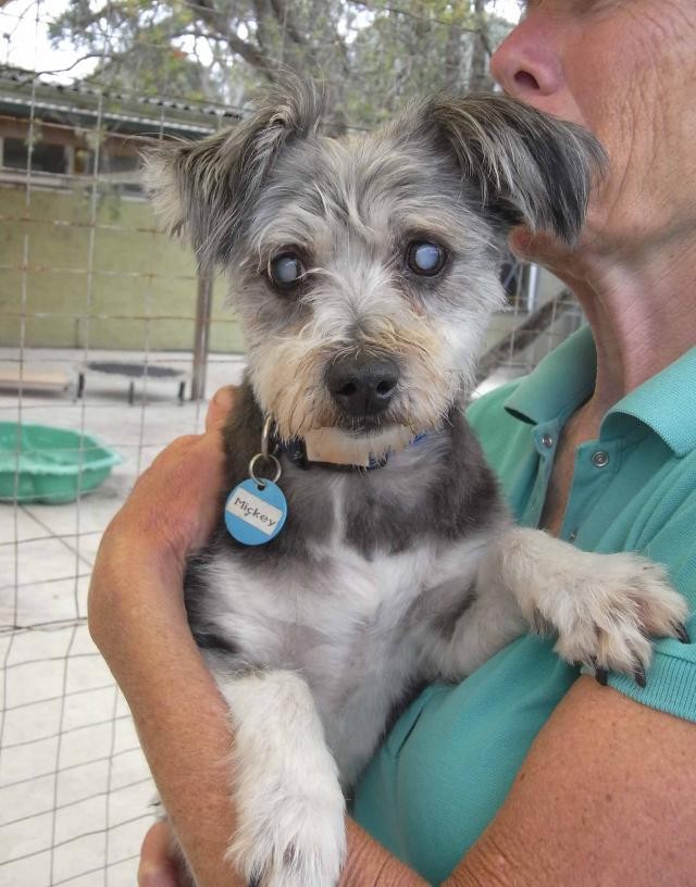 Mickey - Small Male Schnauzer, Miniature Mix Dog in NSW - PetRescue