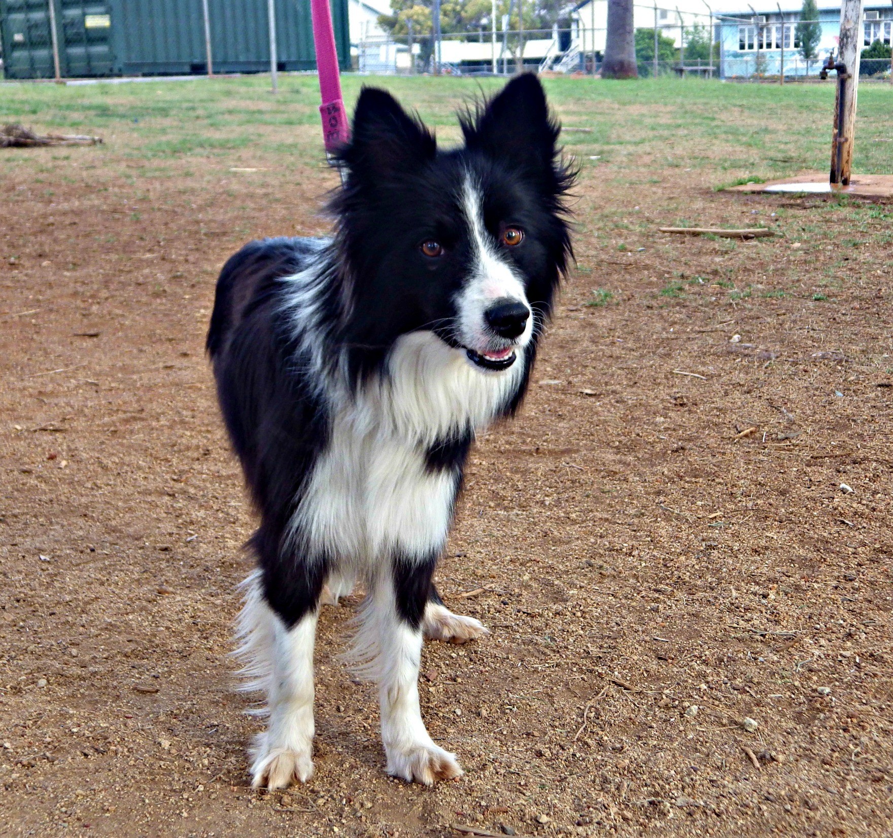 Molly - Medium Female Border Collie Dog in QLD - PetRescue