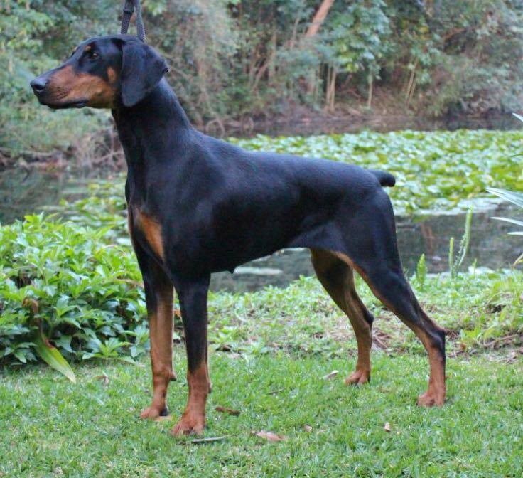 Savannah - Large Female Doberman Dog in QLD - PetRescue