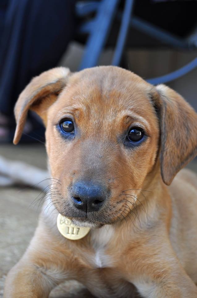 Bess - Medium Female Mixed Breed Mix Dog in WA - PetRescue