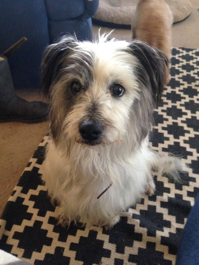 Kojo - Small Male Mixed Breed Mix Dog in VIC - PetRescue