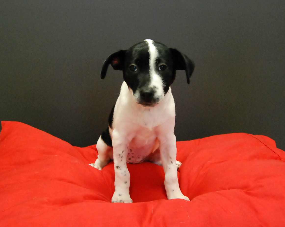 Scout - Medium Female Jack Russell Terrier x Staffordshire Bull Terrier ...