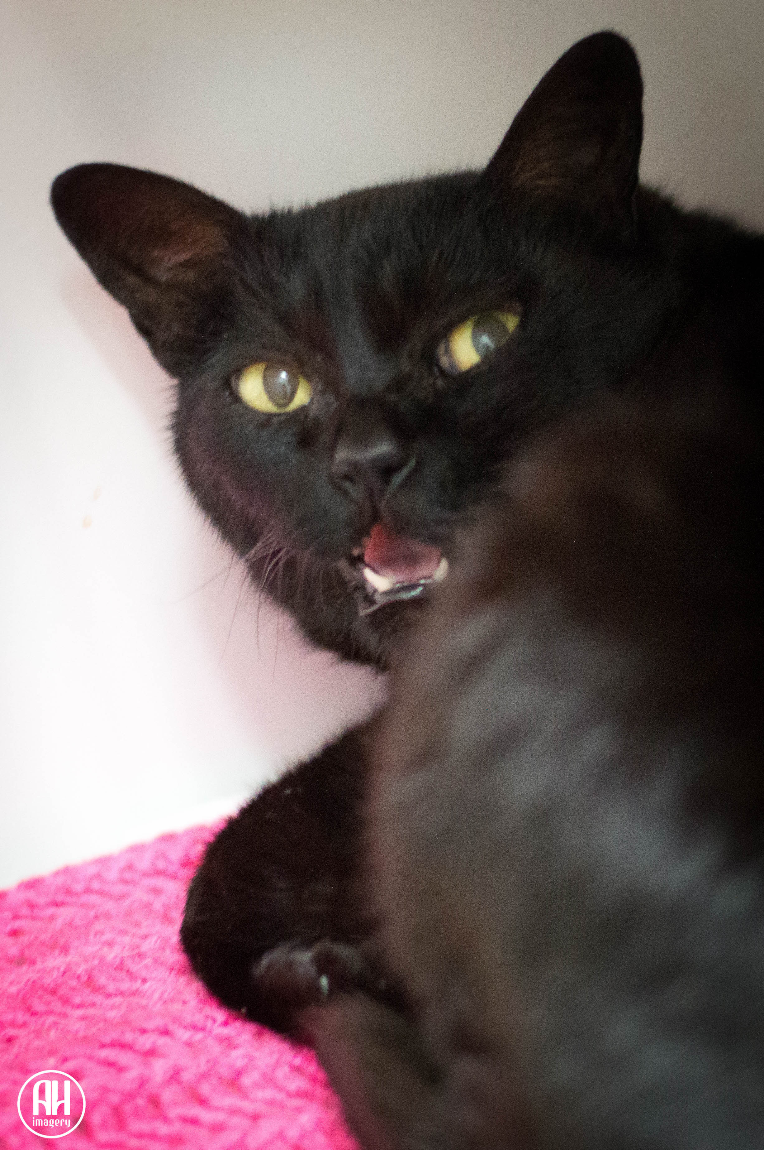 China - Female Bombay Mix Cat in NSW - PetRescue