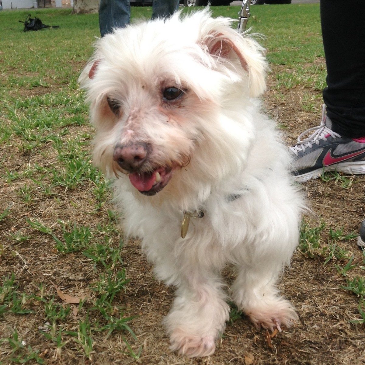 Ralph - Small Male Maltese Mix Dog in VIC - PetRescue