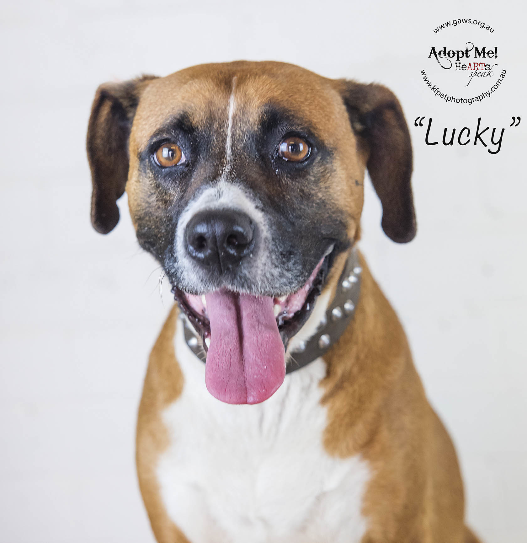 Lucky ID25297 - Medium Female Boxer Mix Dog in VIC - PetRescue