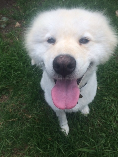Bear samoyed - Medium Male Husky x Samoyed Dog in VIC - PetRescue
