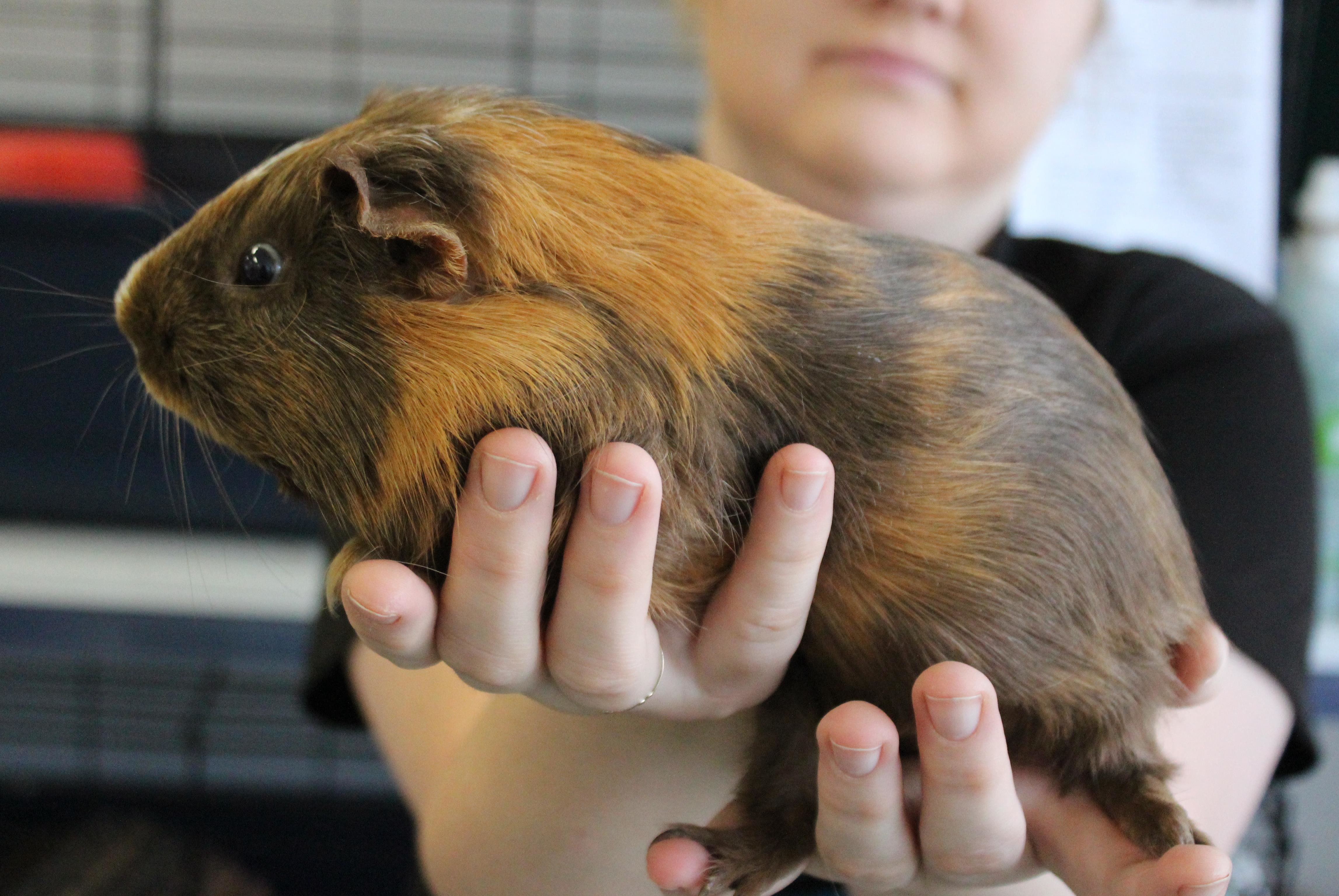 Samuel L. Piggington - Male Short-hair Smooth Hair Mix Guinea Pig in ...