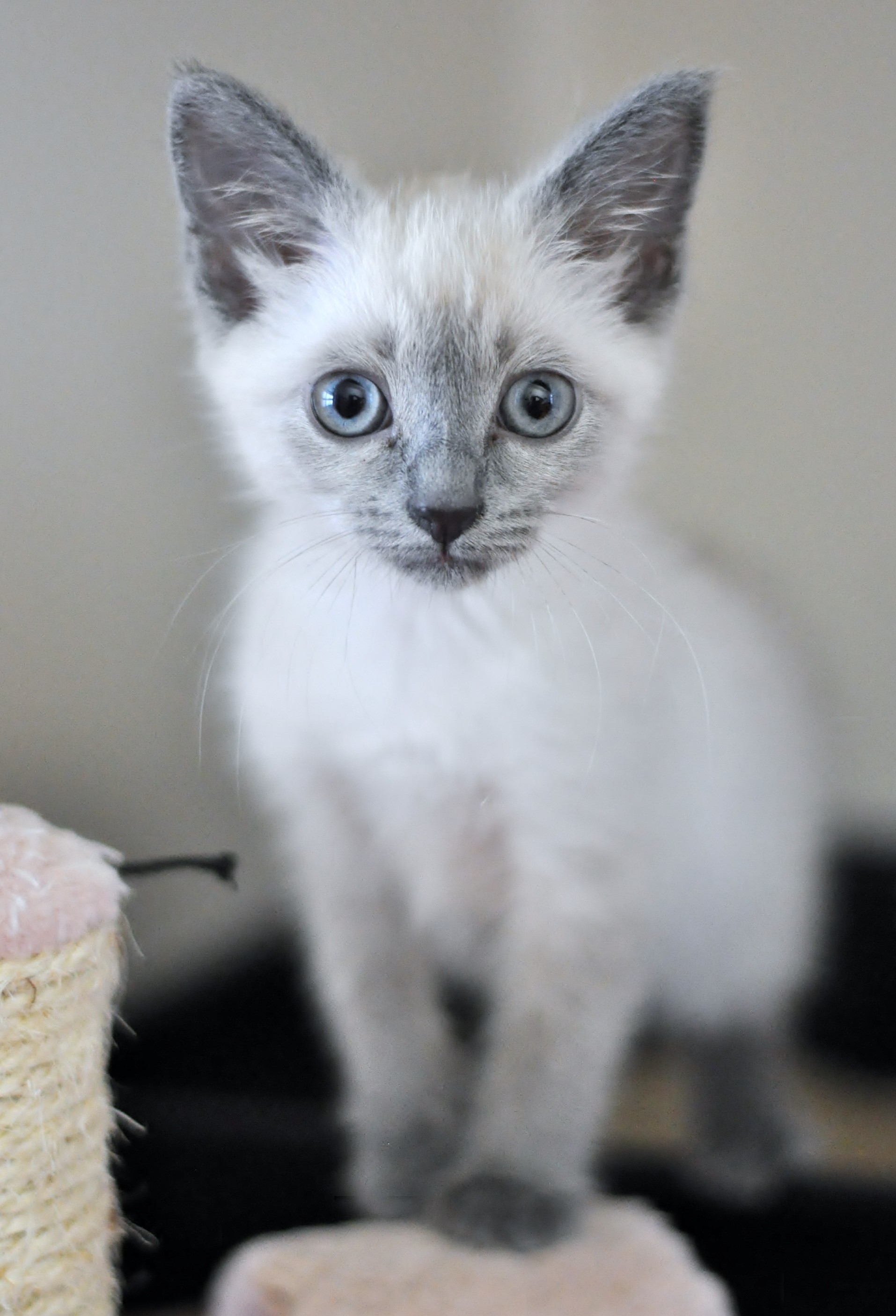 Zoe - Female Layanese Mix Cat in QLD - PetRescue