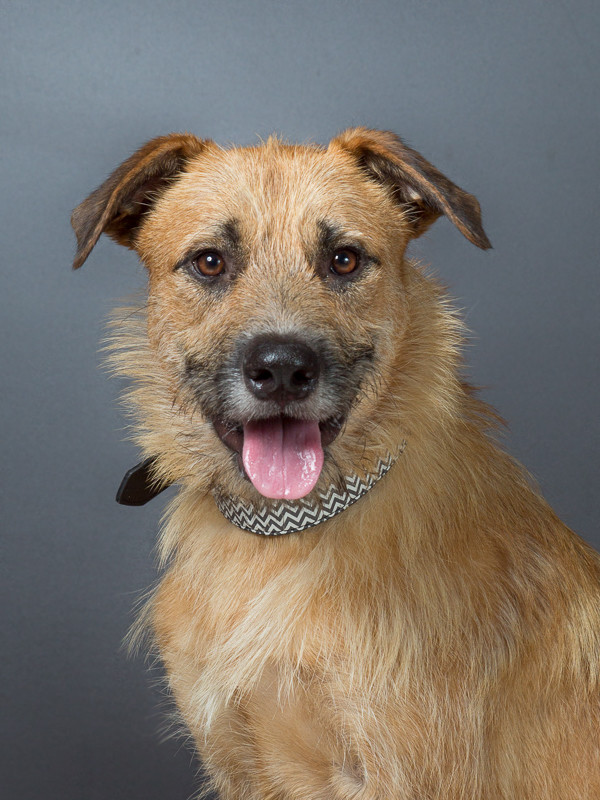 Twitch - Medium Male German Shepherd x Irish Wolfhound Mix Dog in QLD ...