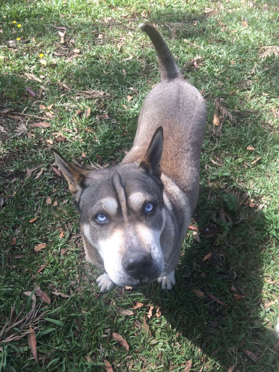 Senji - Medium Female Siberian Husky x Shar Pei Mix Dog in NSW - PetRescue