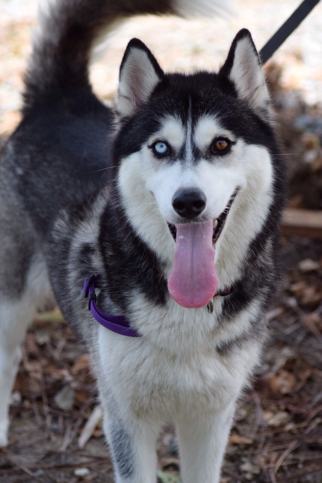 Mia - Medium Female Siberian Husky Mix Dog in QLD - PetRescue