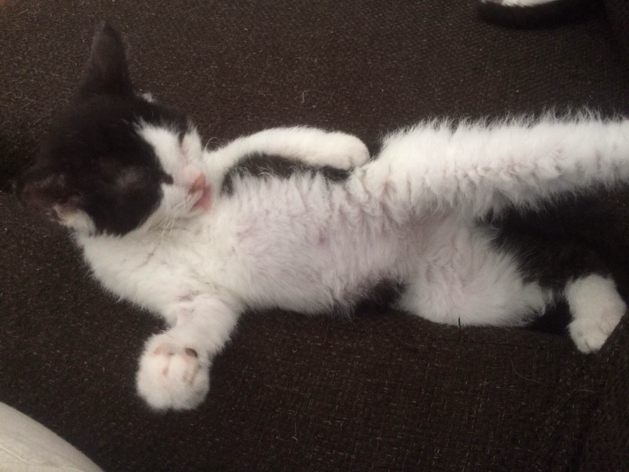 Rafferty-Winning Ways - Male Devon Rex Mix Cat in VIC - PetRescue