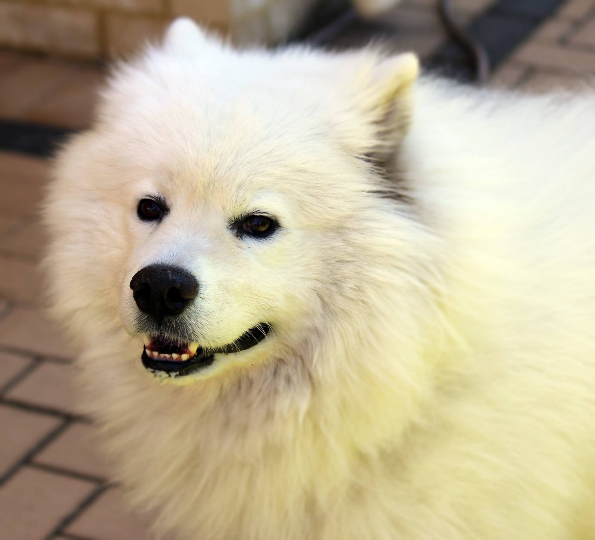 Sam D0070 - Medium Male Samoyed Dog in WA - PetRescue