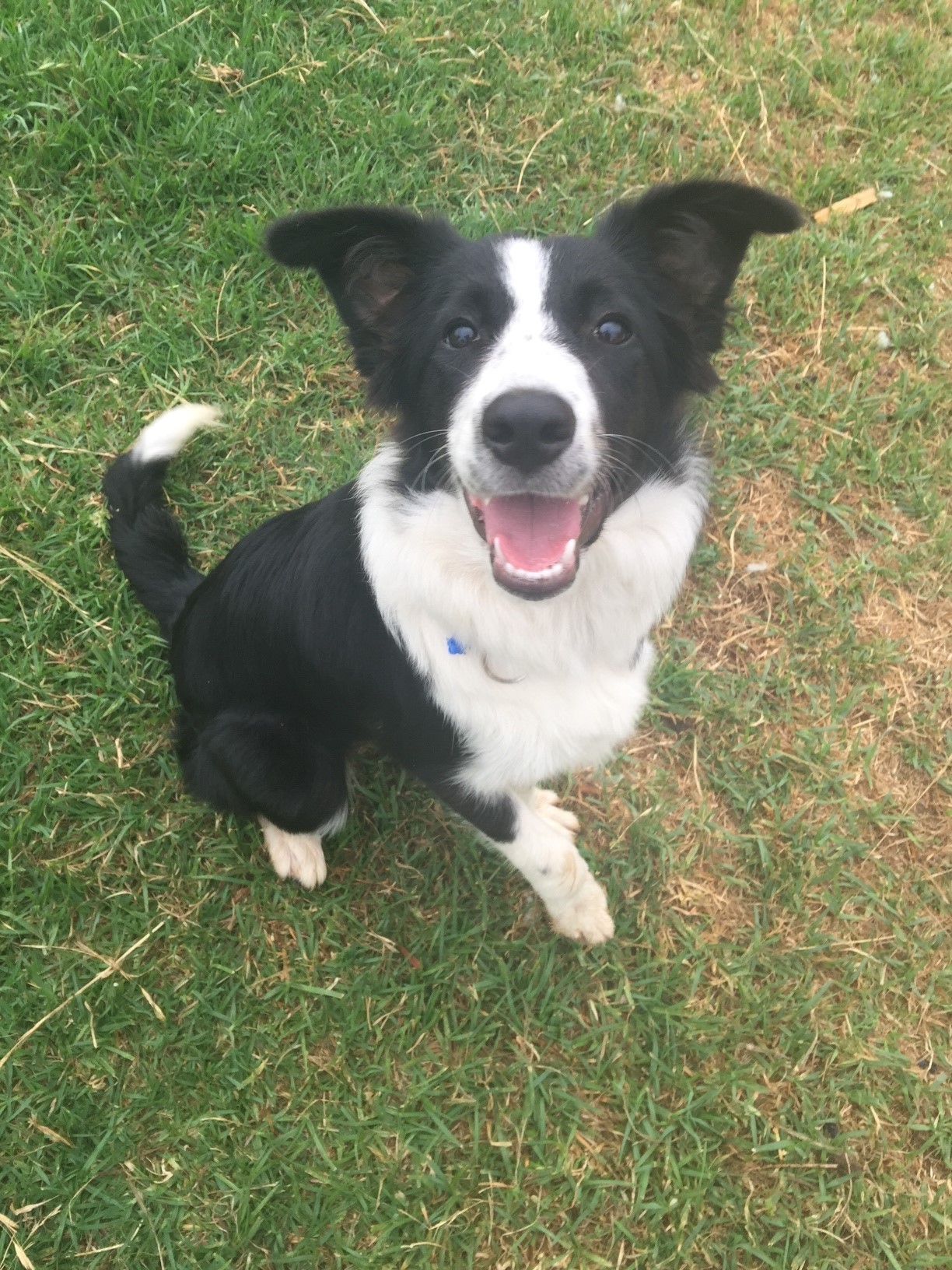 Porscha - Medium Female Border Collie Dog in VIC - PetRescue